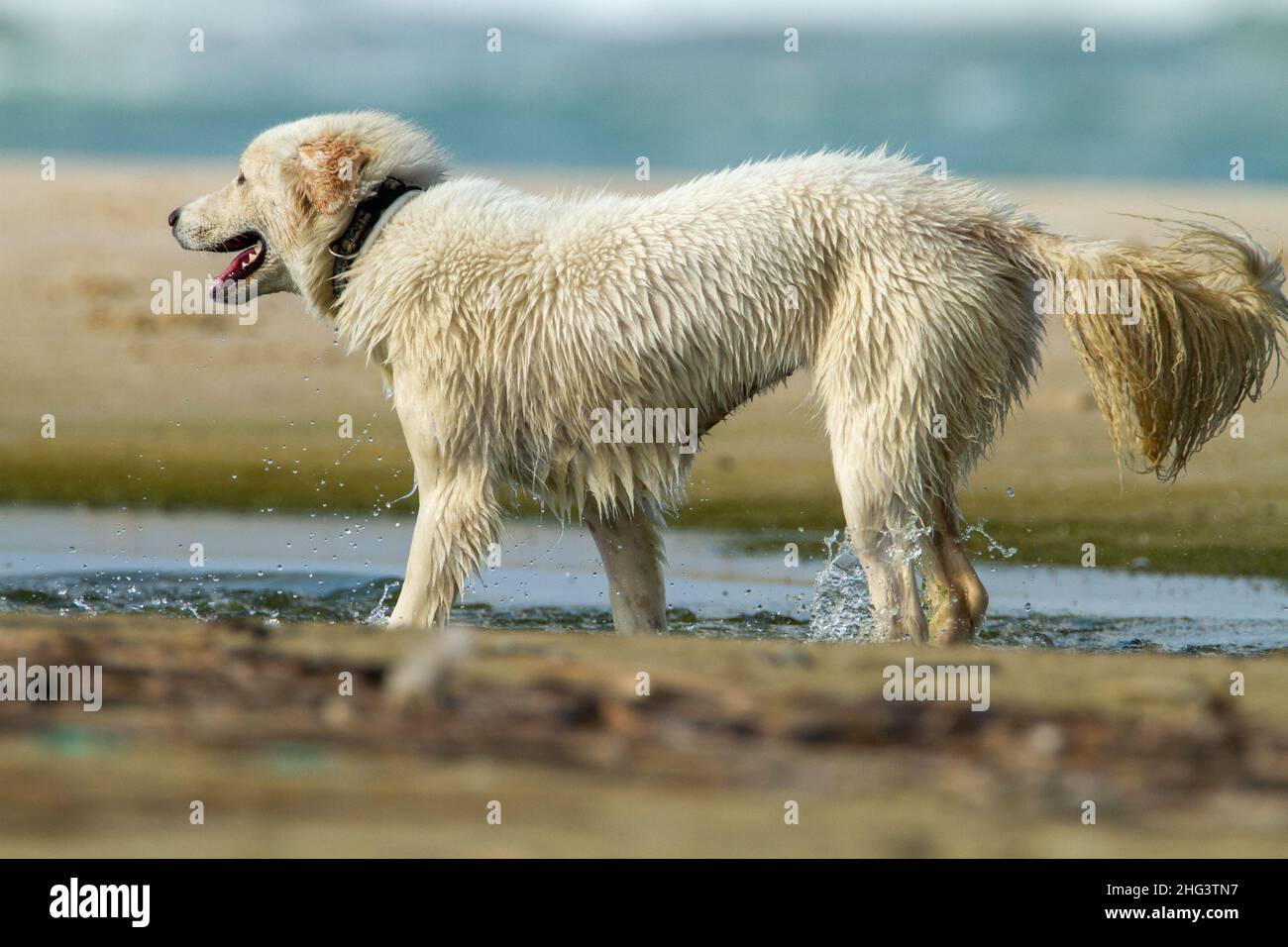 Dog ran on the beach Stock Photo - Alamy