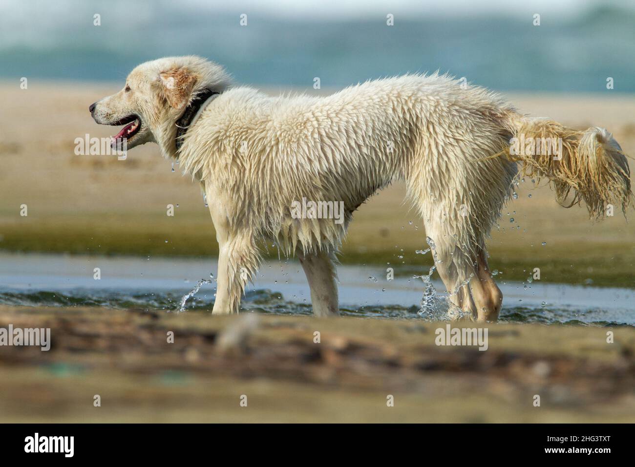 Dog ran on the beach Stock Photo - Alamy