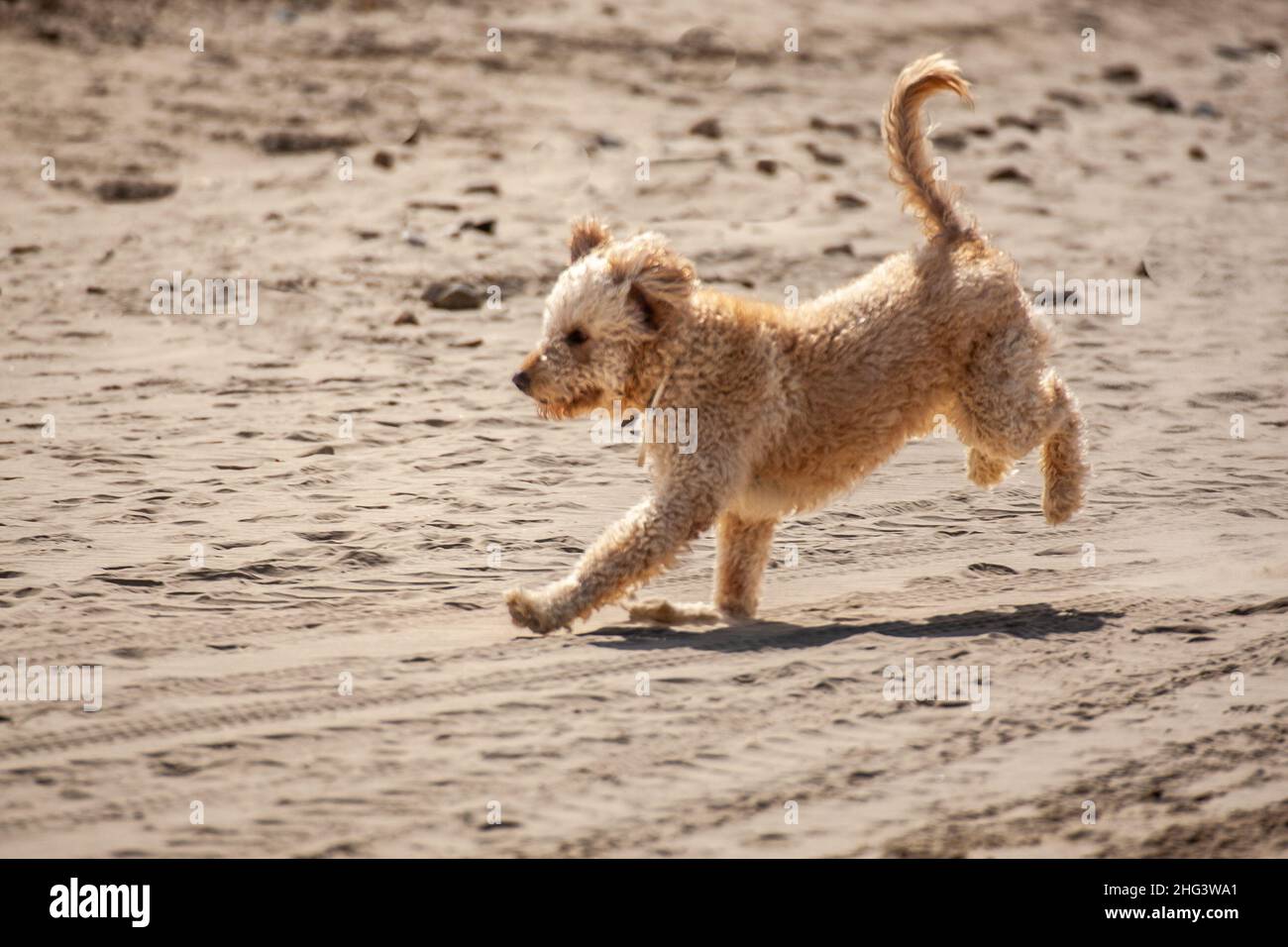 Dog ran on the beach Stock Photo - Alamy