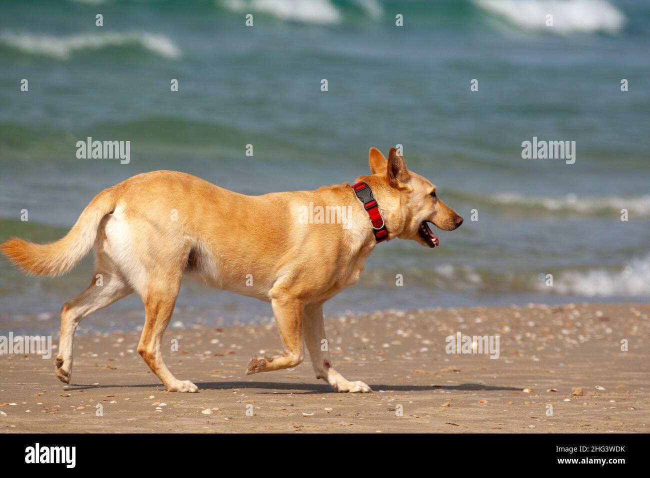 Labrador Retriever Dog ran on the beach Stock Photo - Alamy