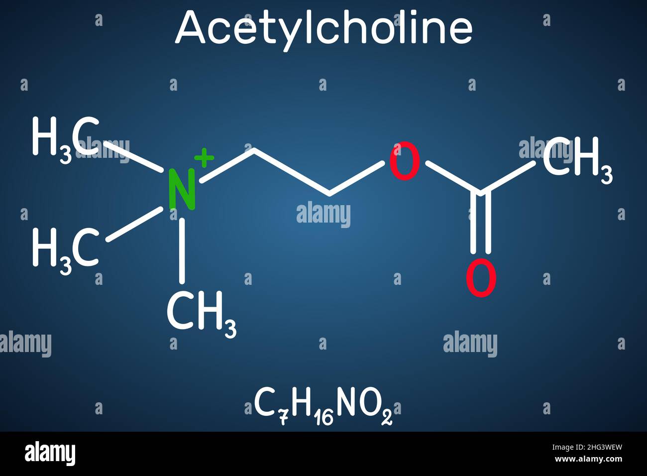 Acetylcholine, ACh molecule. It is parasympathomimetic neurotransmitter ...