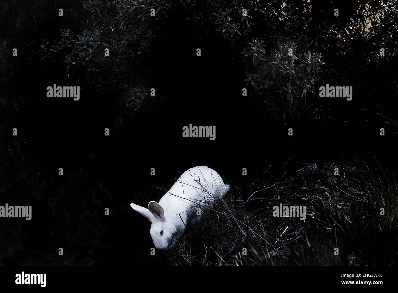 Rabbit going to the hole hi-res stock photography and images - Alamy