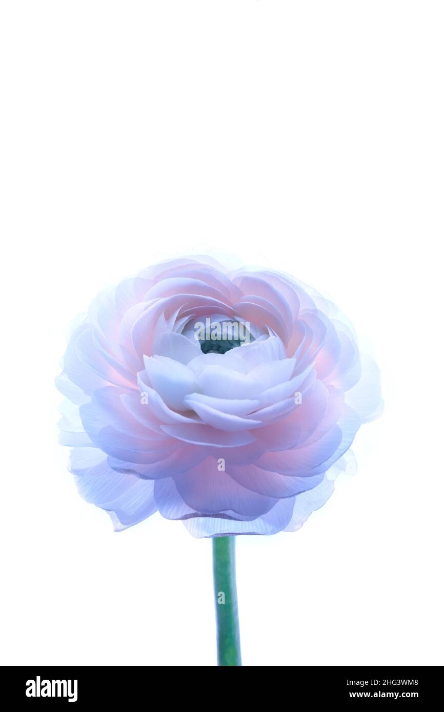 A large purple ranunculus flower on a white background.Isolated Asian ...