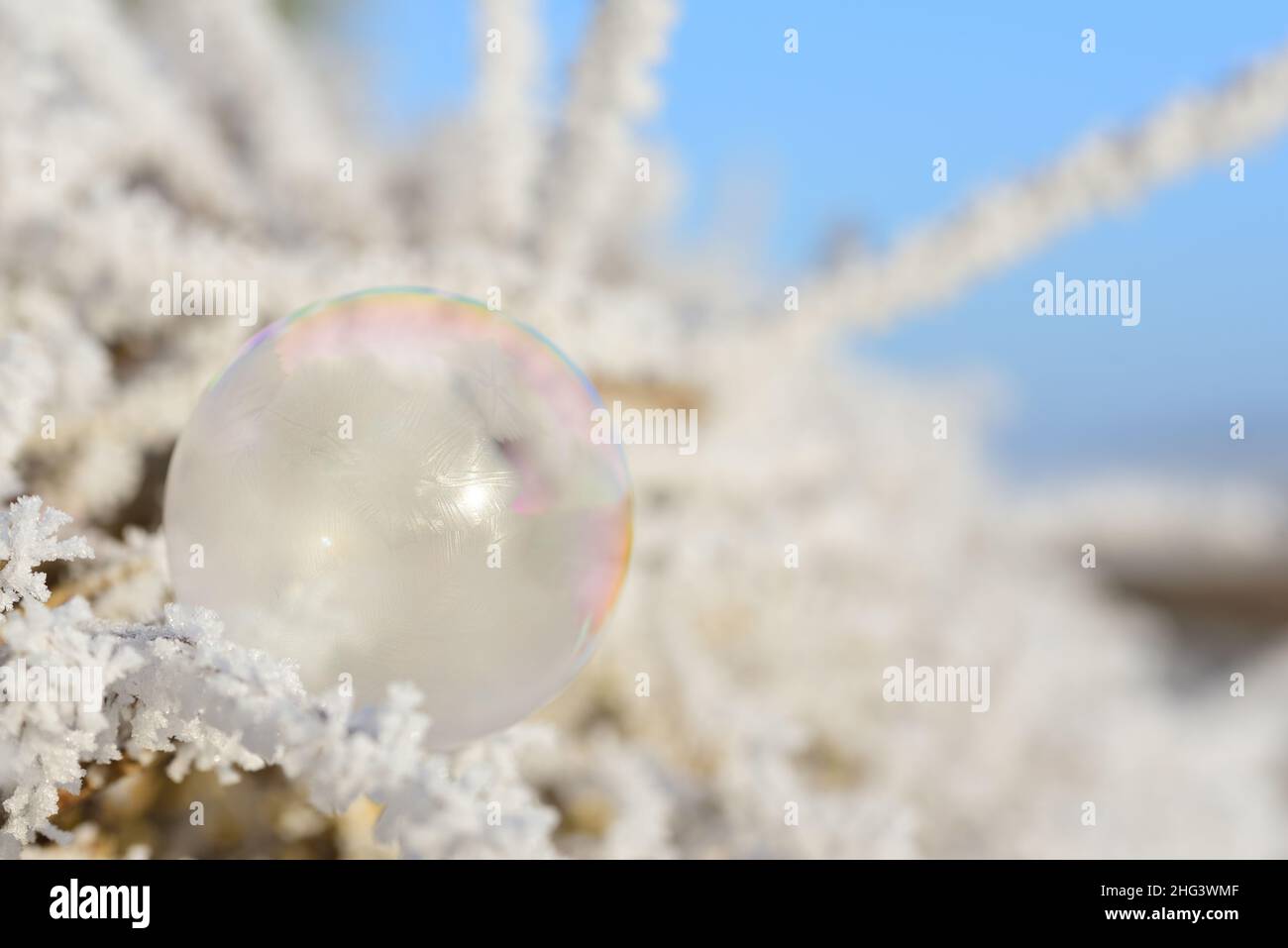 Close-up of a soap bubble slowly freezing and hanging on frosty ...