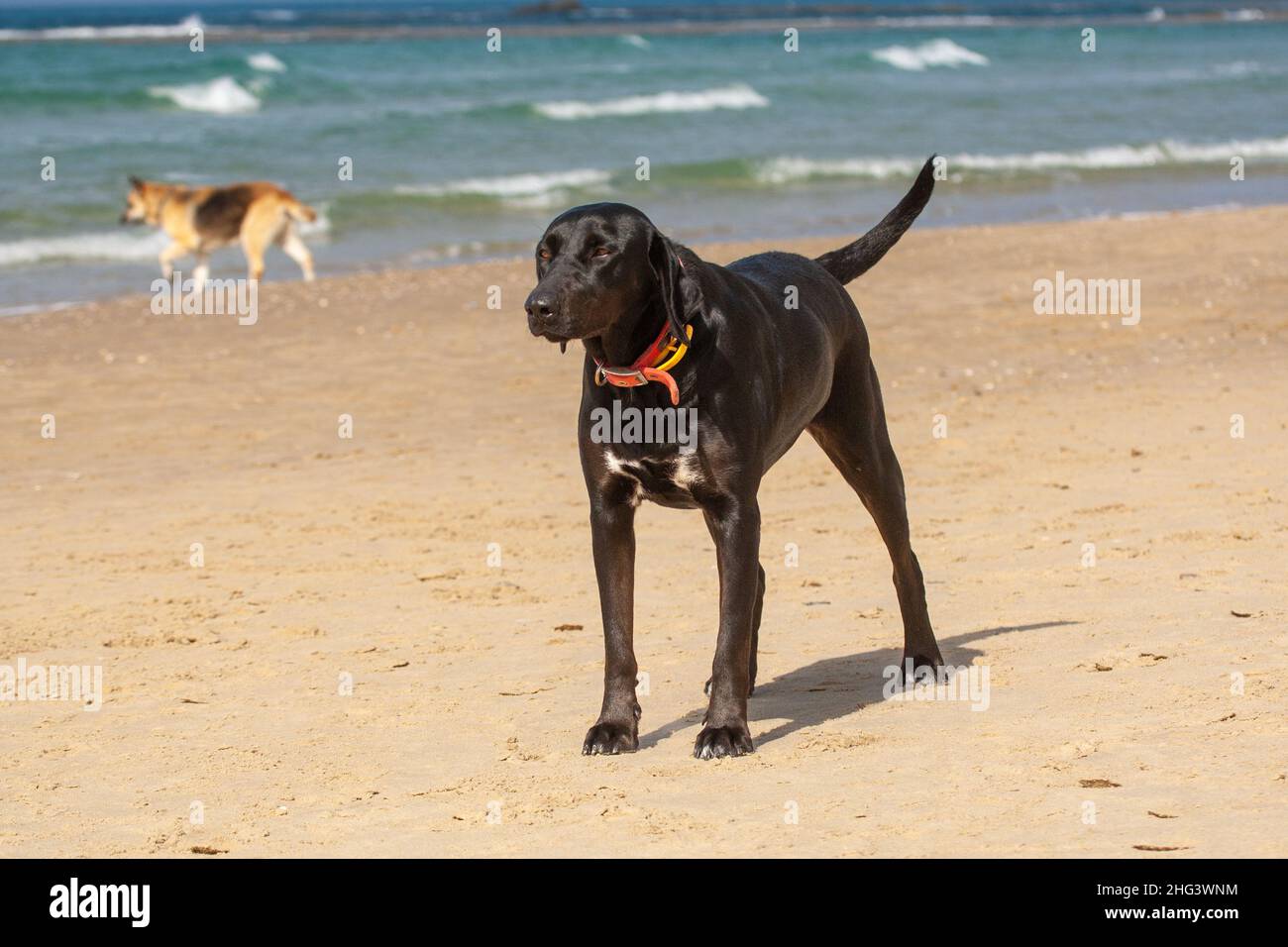 Dog ran on the beach Stock Photo - Alamy
