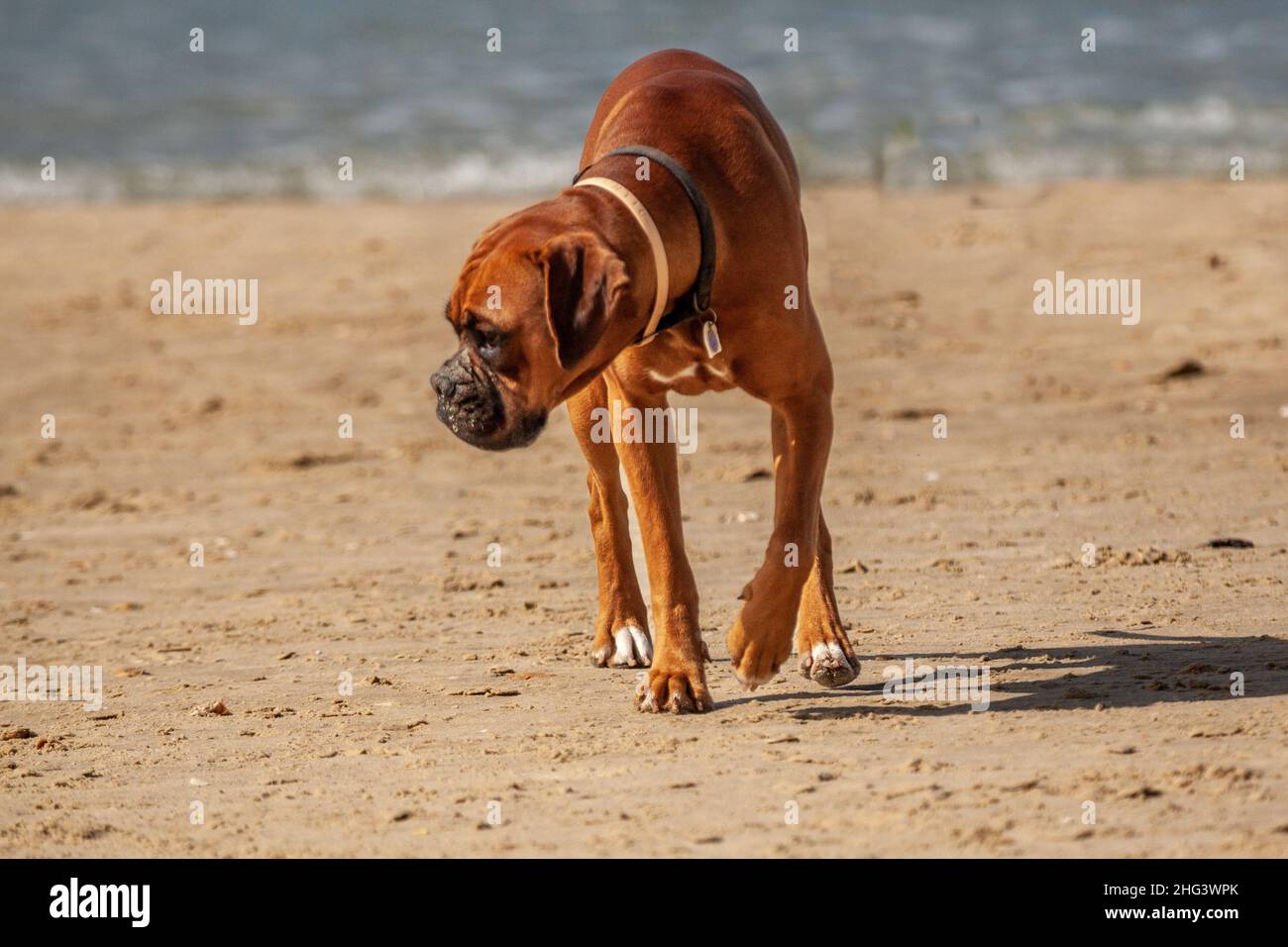 Boxer Dog on the beach Stock Photo - Alamy