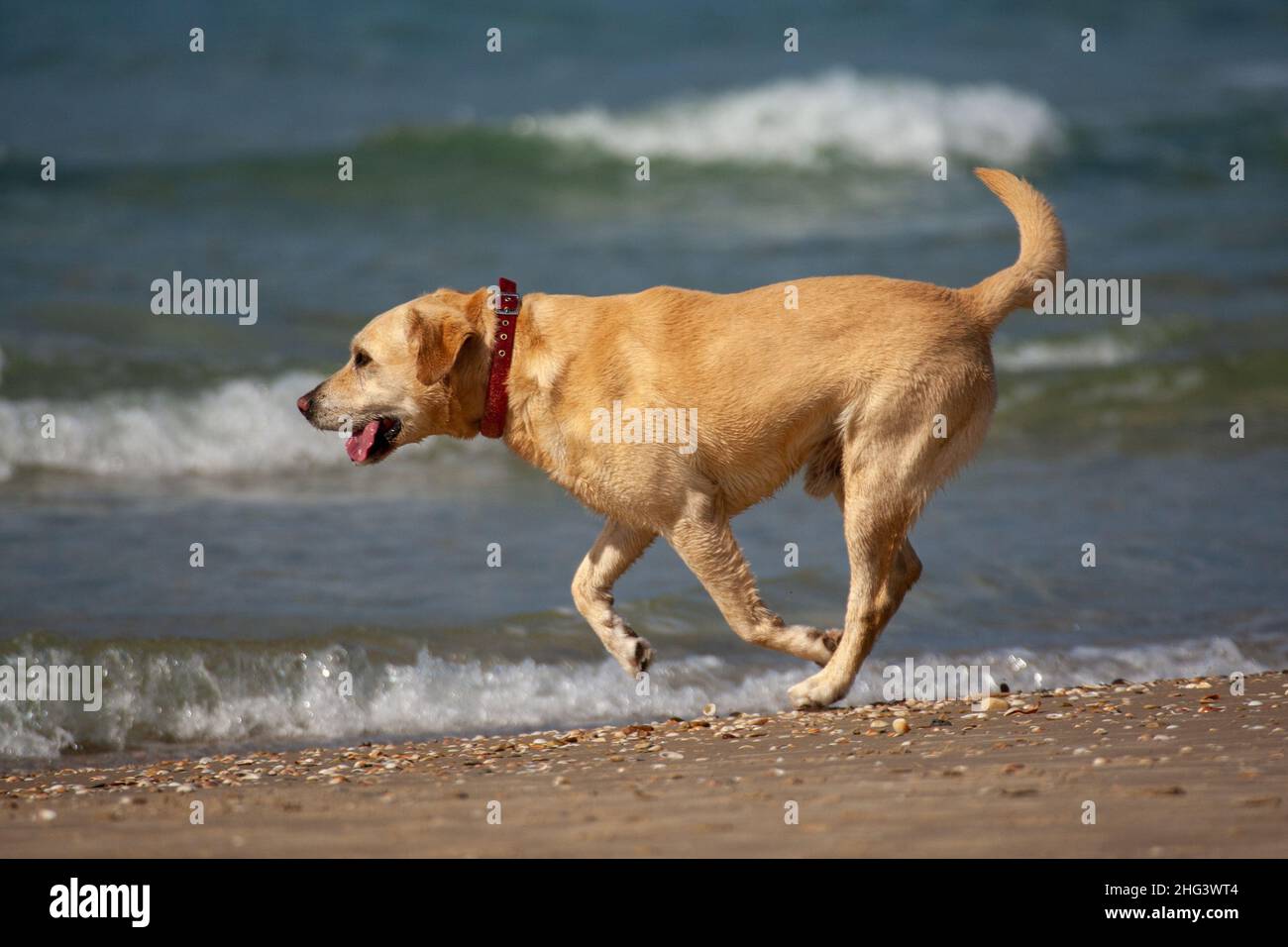 Labrador Retriever Dog ran on the beach Stock Photo - Alamy