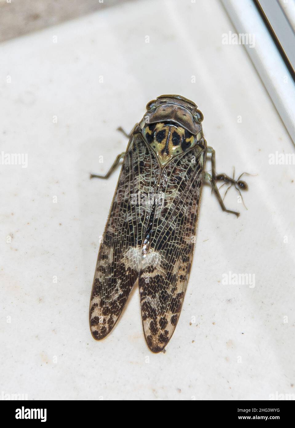 Desudaboides melindae, new species (2010), planthopper with wide head ...
