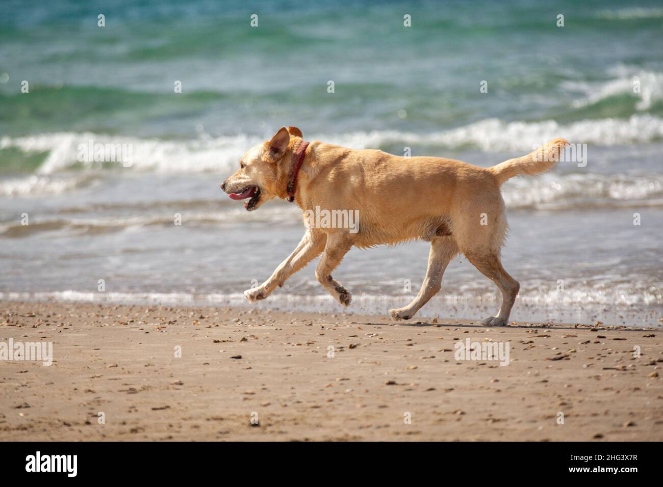 Labrador Retriever Dog ran on the beach Stock Photo - Alamy