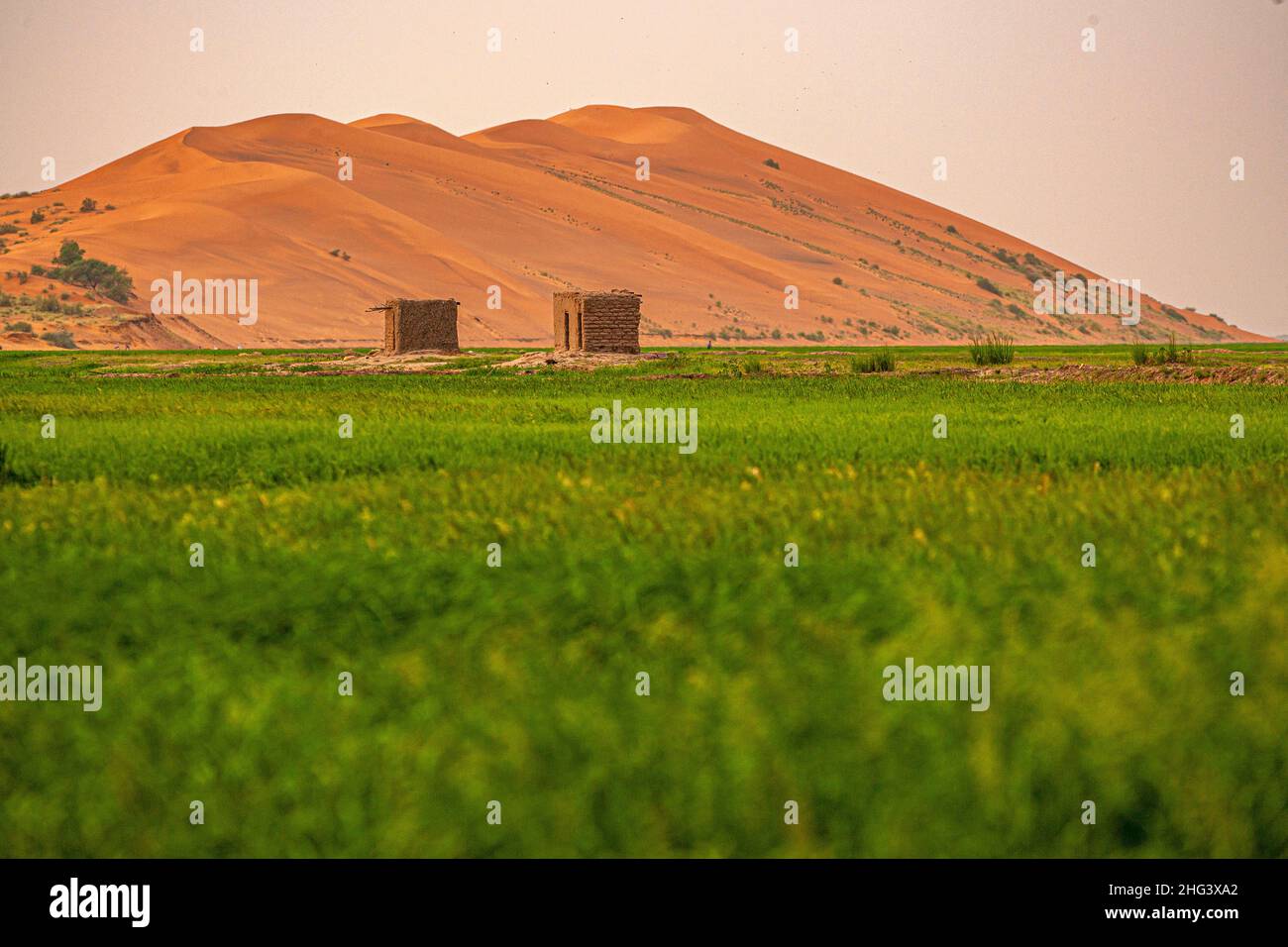 Mali Gao, View from sand dune called La Dune Rose with green rice field ...
