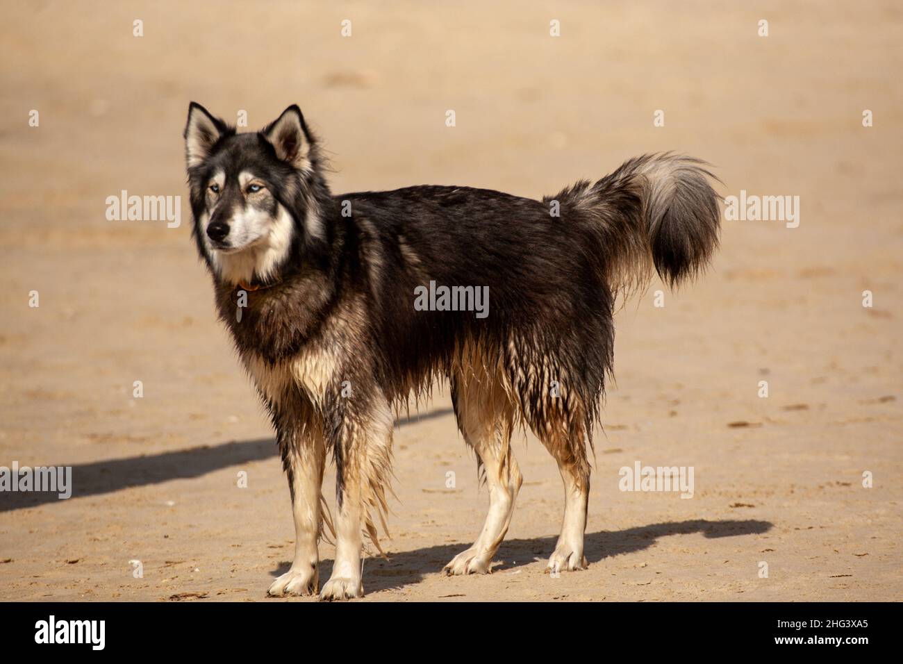 Dog ran on the beach Stock Photo - Alamy