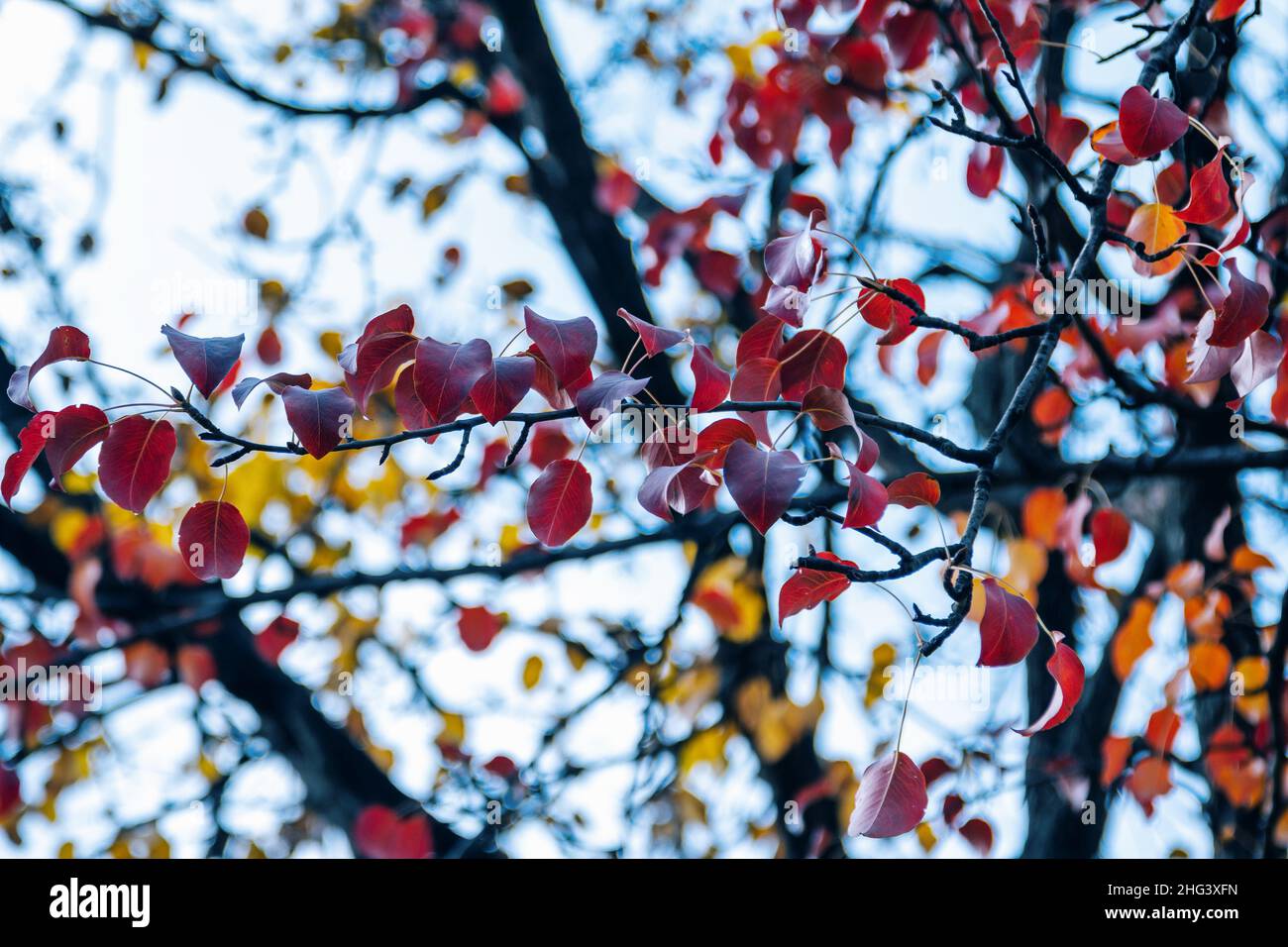 Autumn nature details – tree branch with bright red leaves. Fall ...