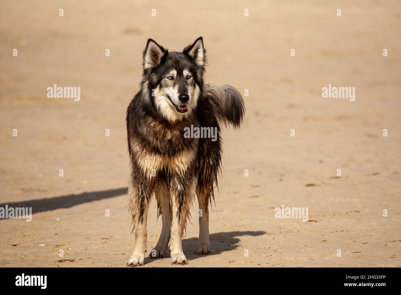 Dog ran on the beach Stock Photo - Alamy