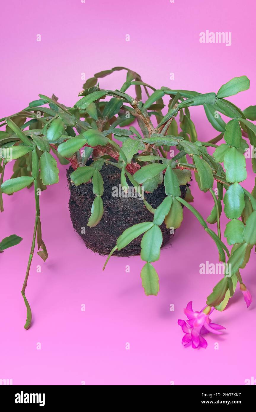 Plants without roots hi-res stock photography and images - Alamy