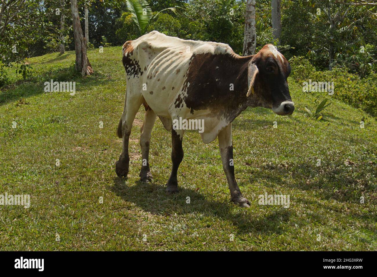 Cattle farm colombia hi-res stock photography and images - Alamy