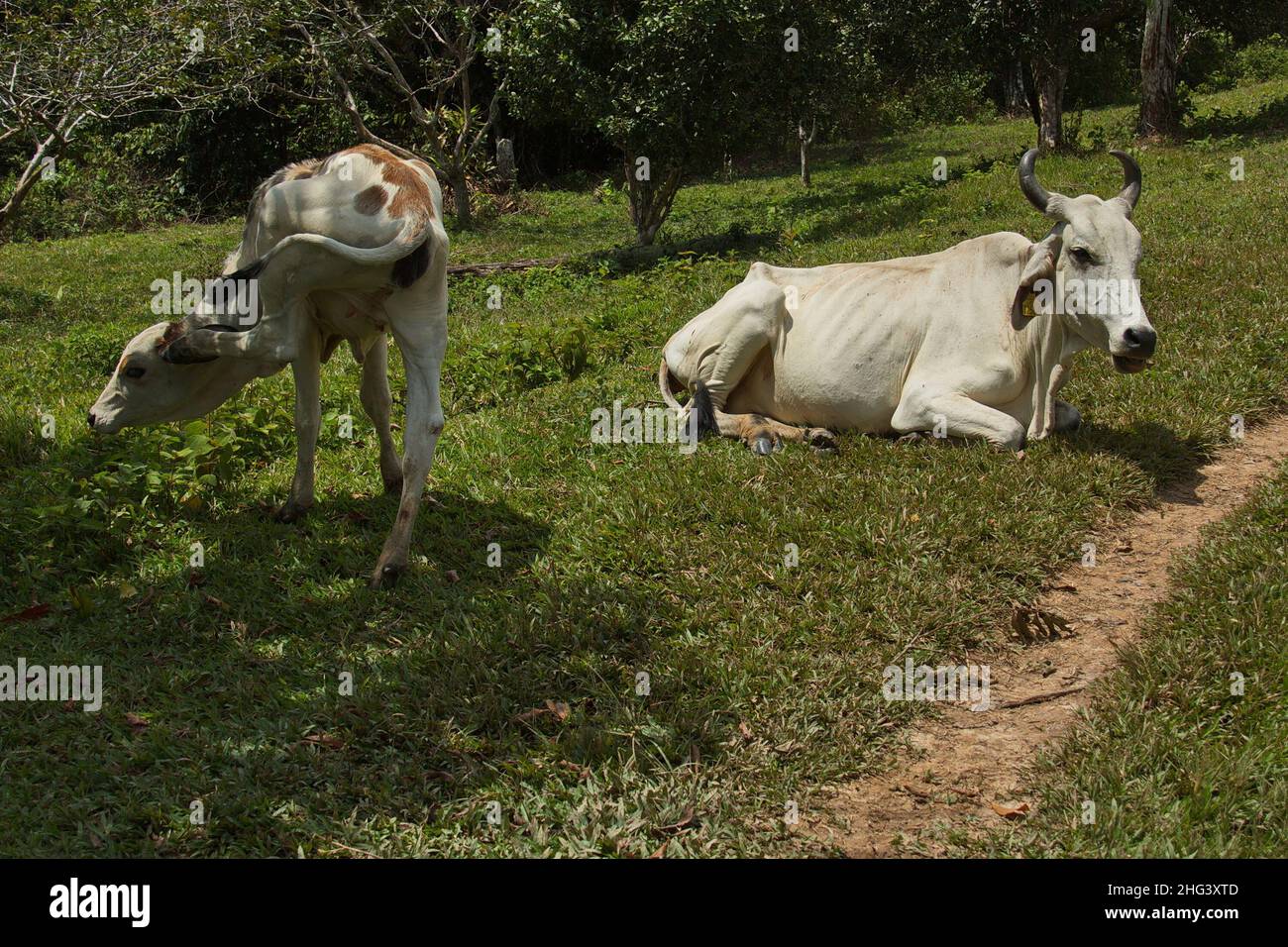Cattle on a pasture near Puerto Narino at Amazonas river in Colombia ...
