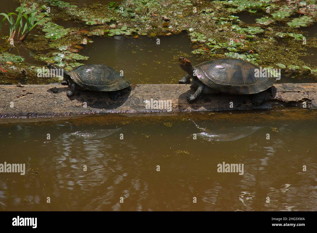 Yellow-spotted river turtles near Puerto Narino at Amazonas river in ...