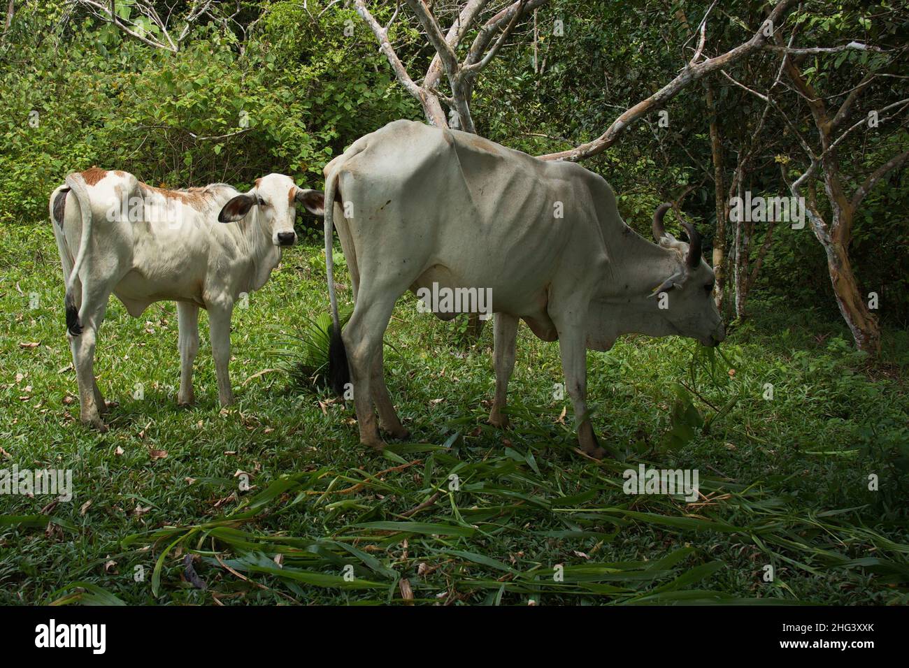 Agriculture beef colombia hi-res stock photography and images - Alamy