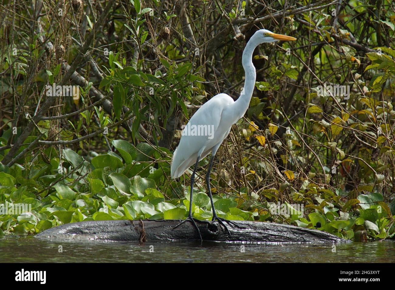 Great egret in the rainforest near Puerto Narino at Amazonas river in ...
