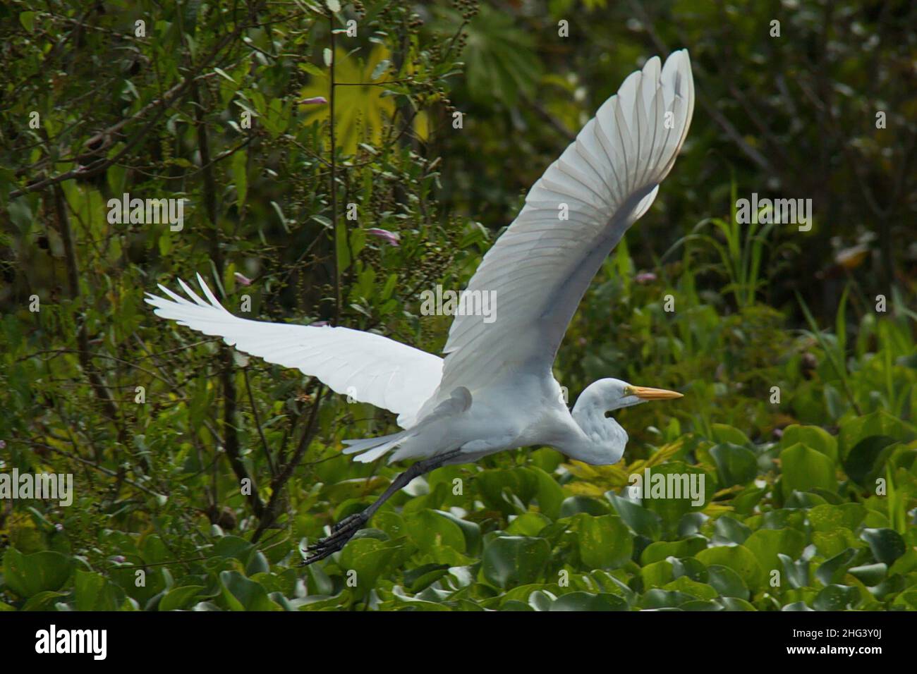 Great egret in the rainforest near Puerto Narino at Amazonas river in ...