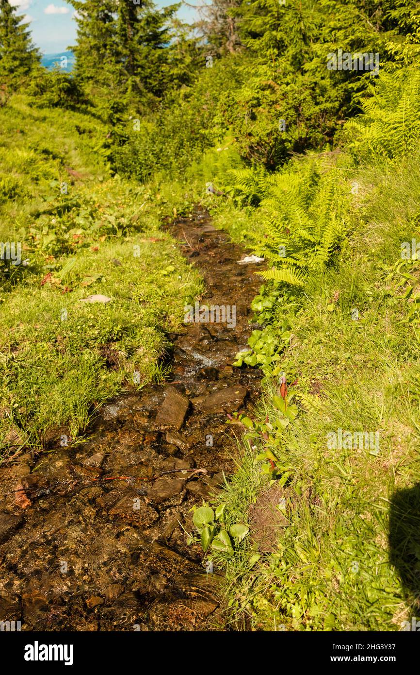 Fresh clear spring water stream among green plant vegetation. Mountain ...