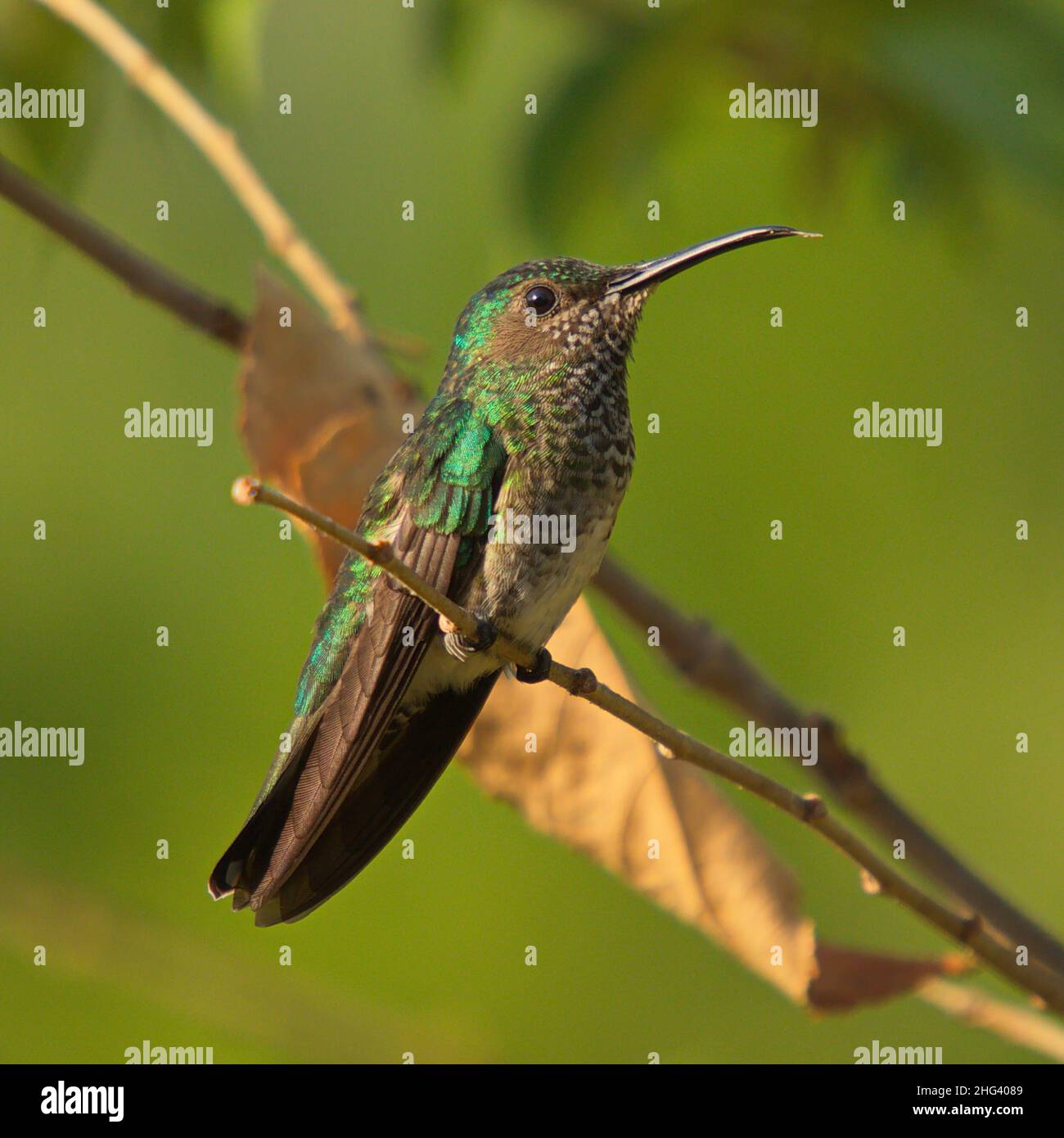 Hummingbird in Minca in Colombia,South America Stock Photo - Alamy