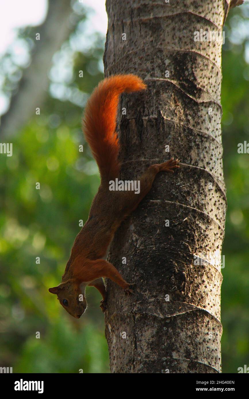 Squirrel running down the palm tree in Minca in Colombia,South America ...