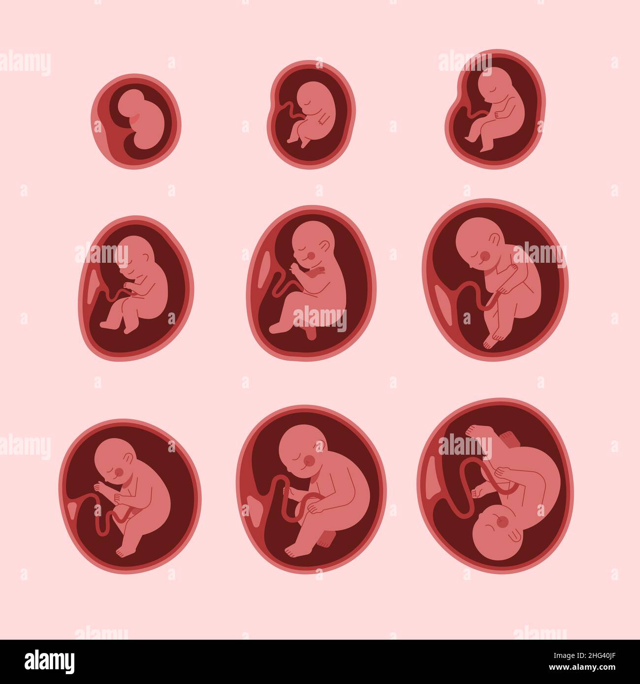 Hand drawn flat design fetal development infographic Vector ...