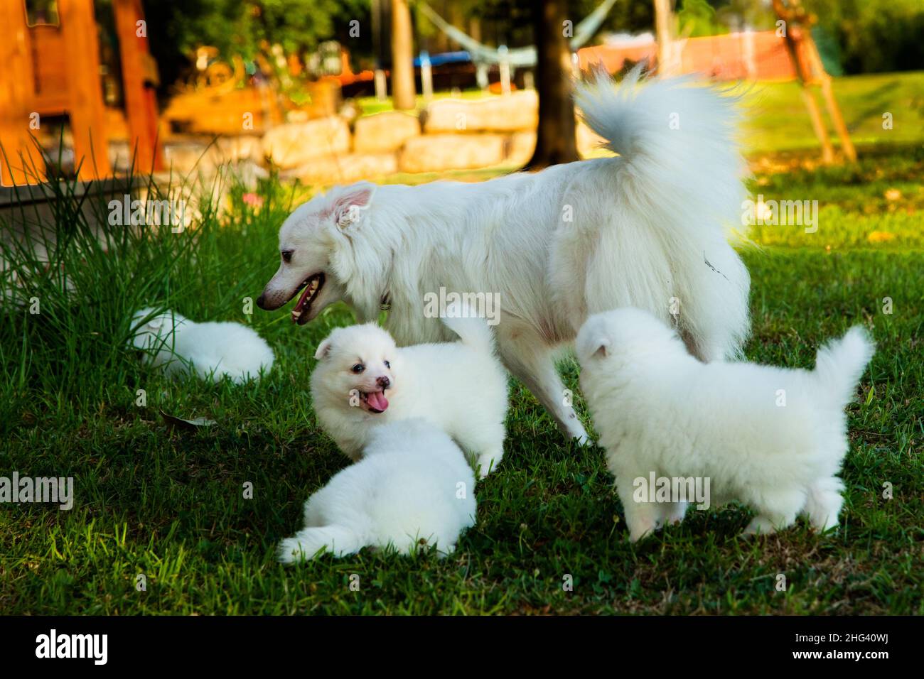 Japanese Spitz female dog nursing puppies Stock Photo - Alamy