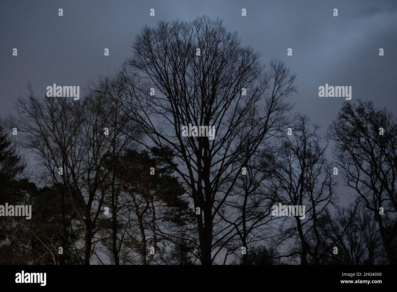 Trees in the dark Stock Photo - Alamy