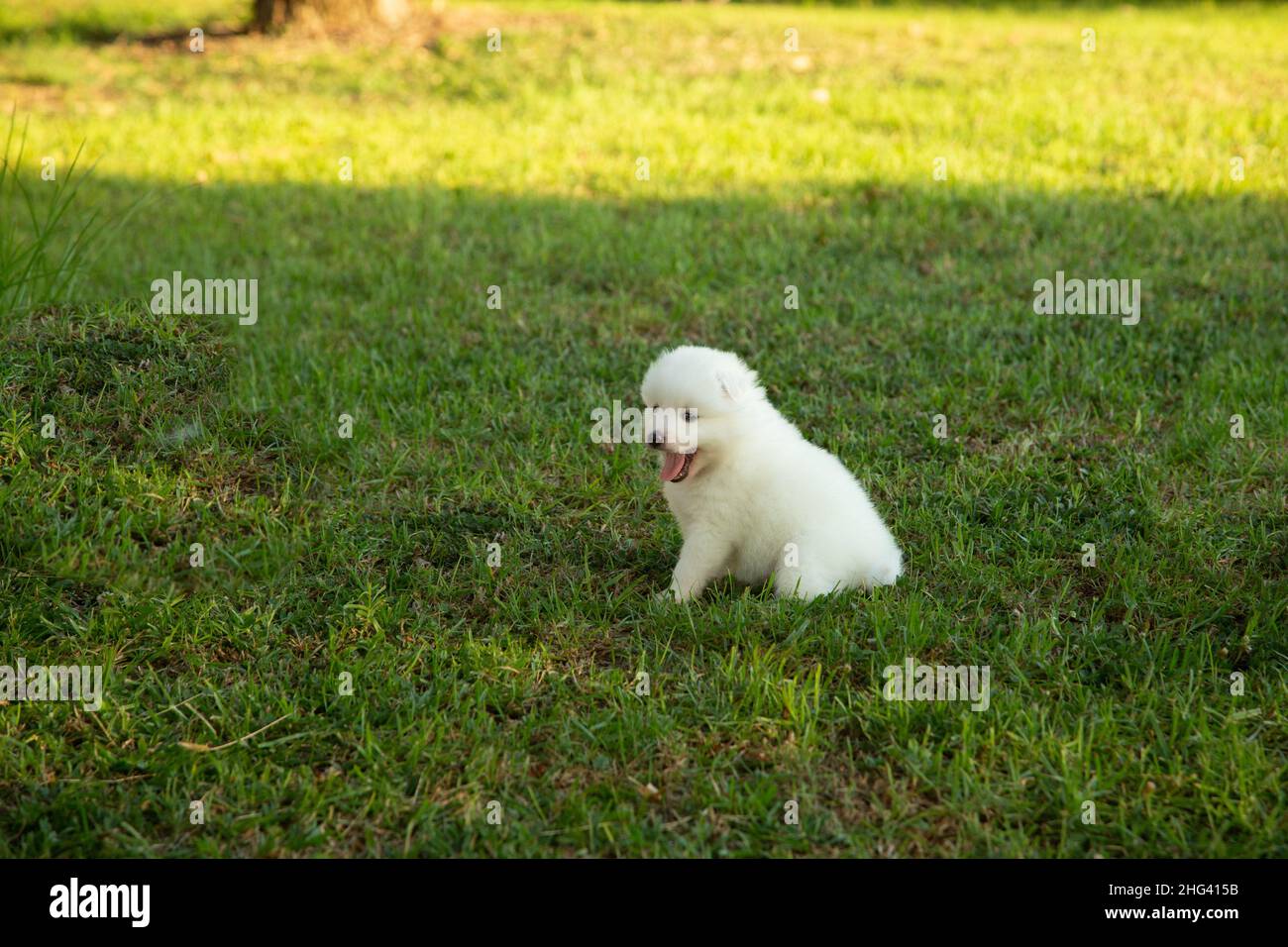 Japanese Spitz puppies Dog Stock Photo - Alamy