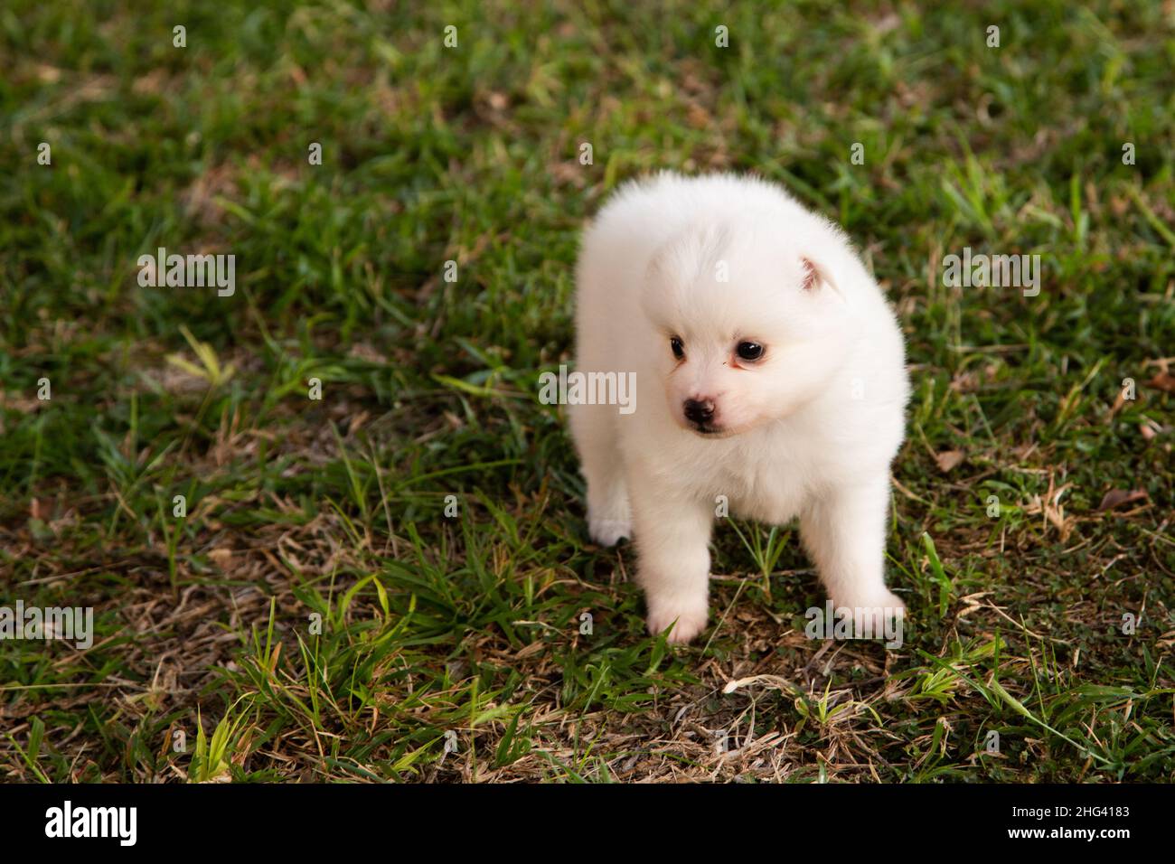 Japanese Spitz Puppy