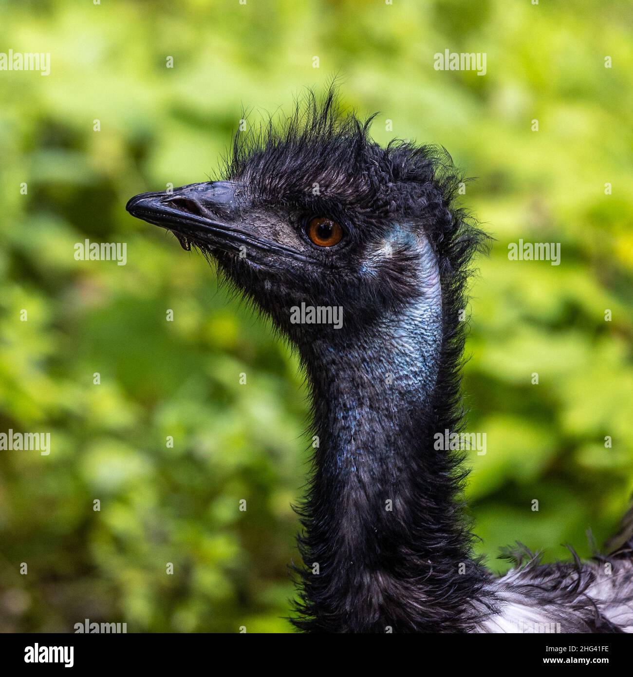 The emu, Dromaius novaehollandiae is the second-largest living bird by ...