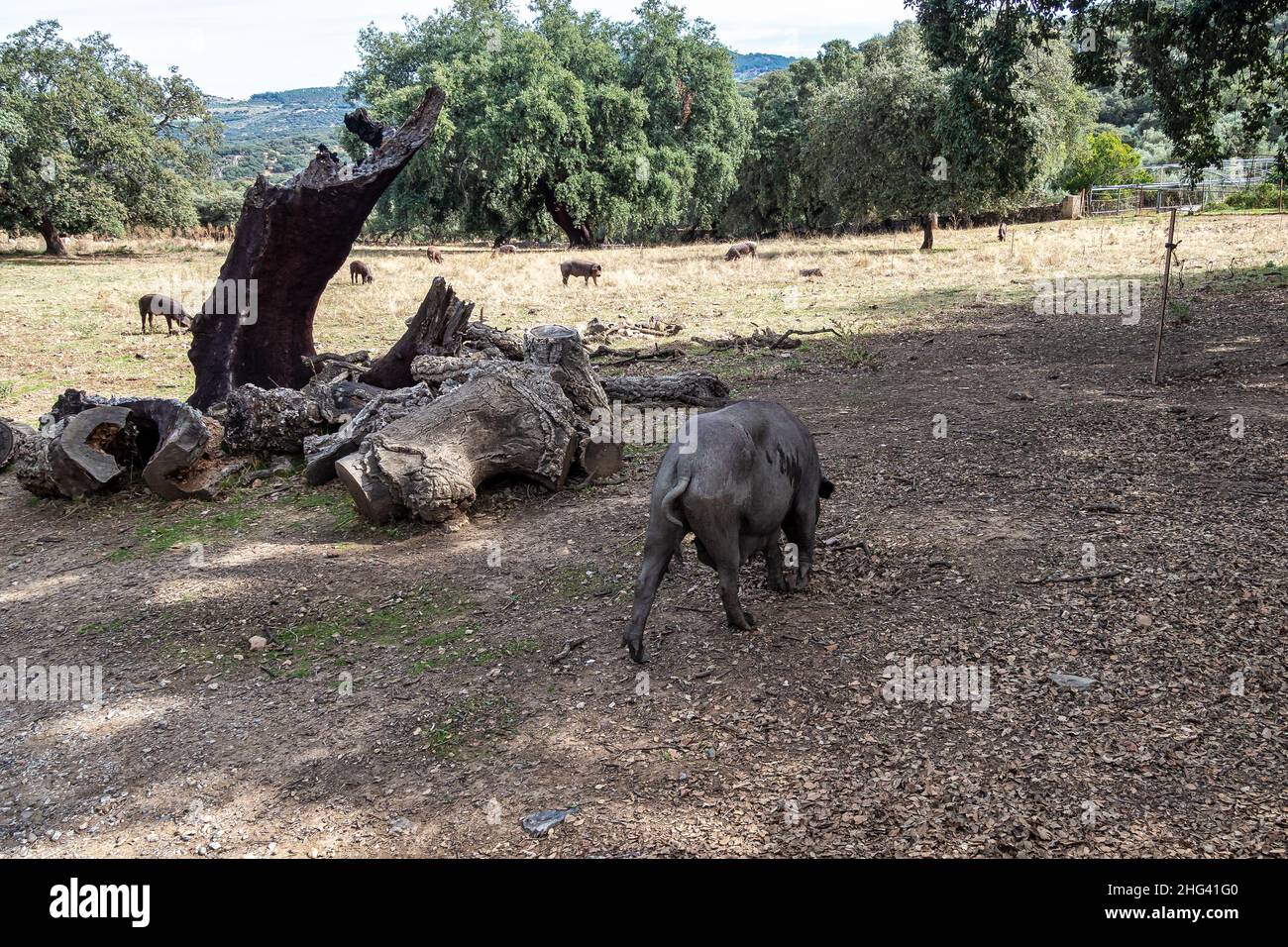 Trujillo ham hi-res stock photography and images - Alamy