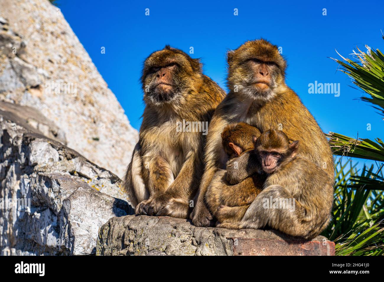 Close up of a wild macaque or Gibraltar monkey, one of the most famous ...