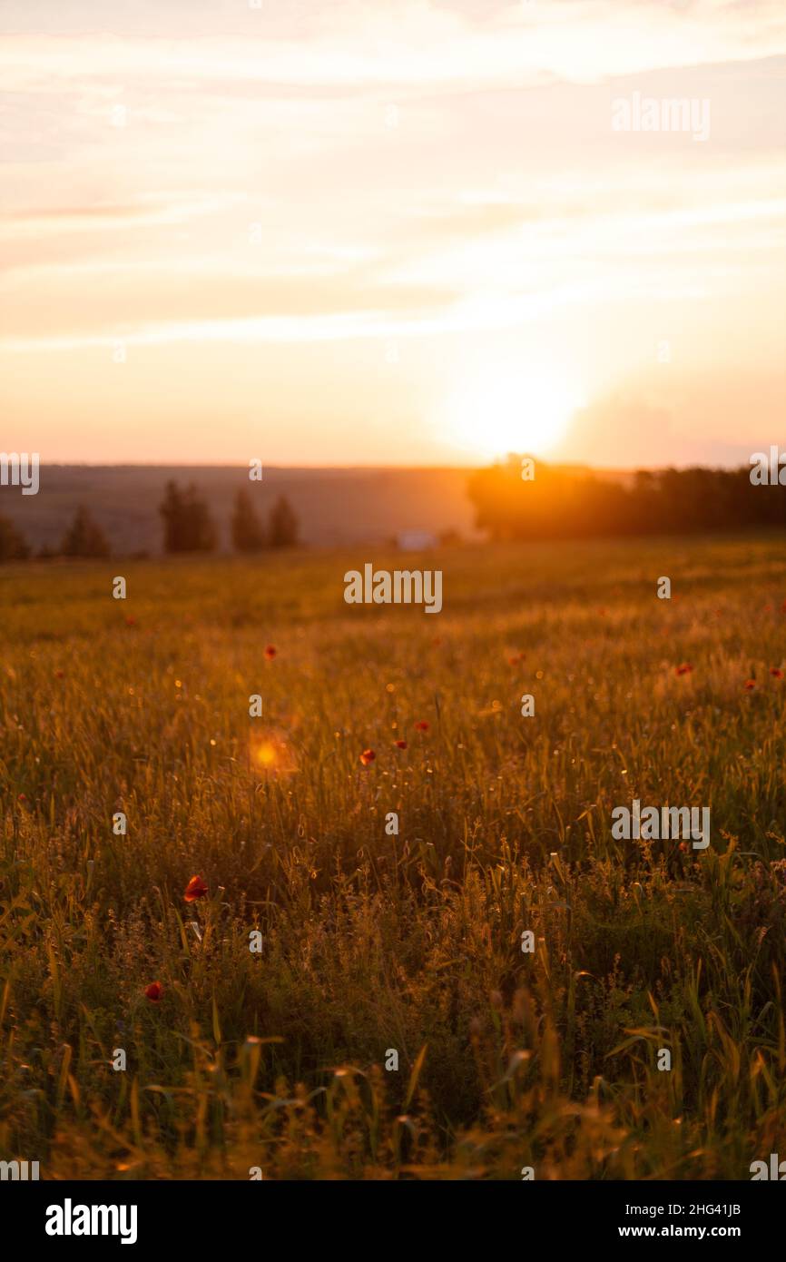 Beautiful nature background with red poppy flower poppy in the sunset ...