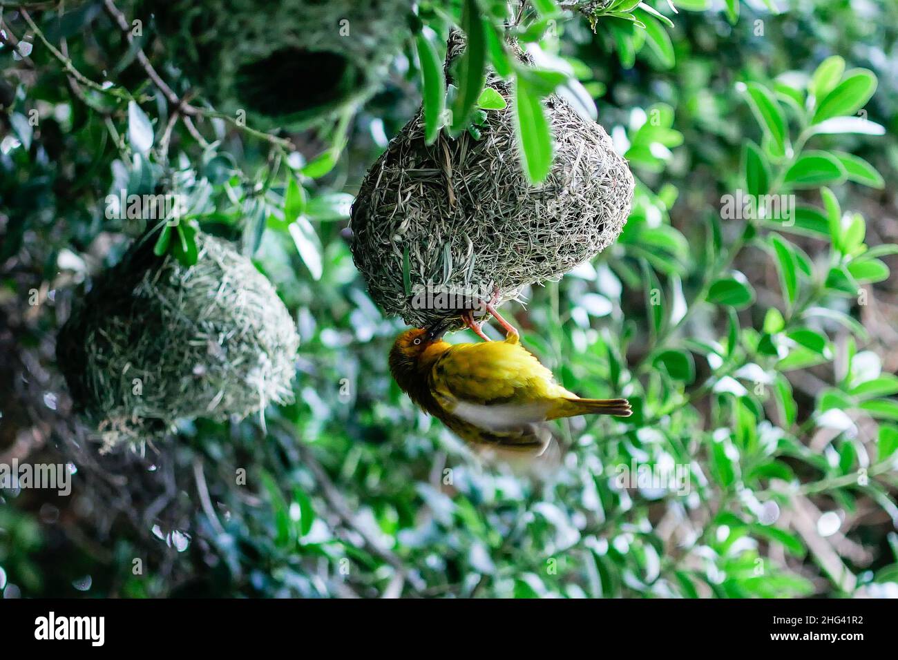 Yellow bird attending to it's nest Stock Photo - Alamy