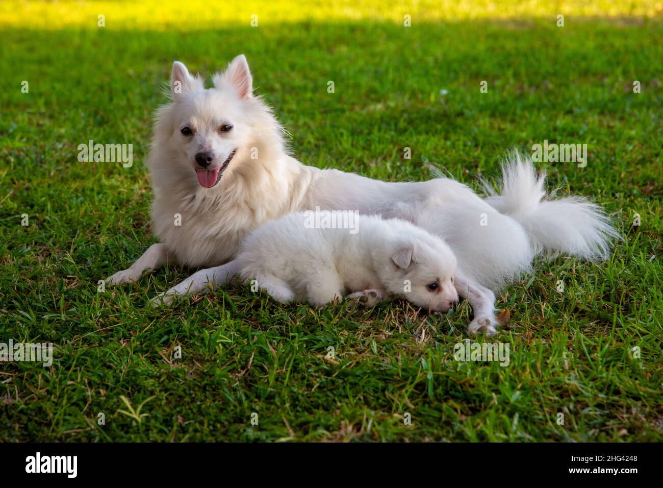 Japanese Spitz female dog nursing puppies Stock Photo - Alamy