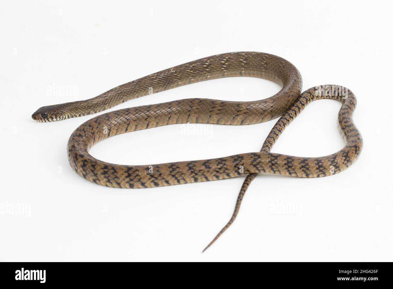 Ptyas mucosa, oriental ratsnake, Indian rat snake, isolated on white ...
