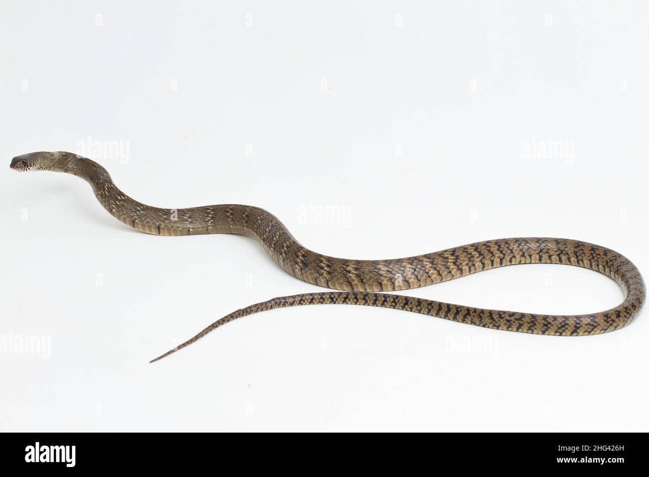 Ptyas mucosa, oriental ratsnake, Indian rat snake, isolated on white ...