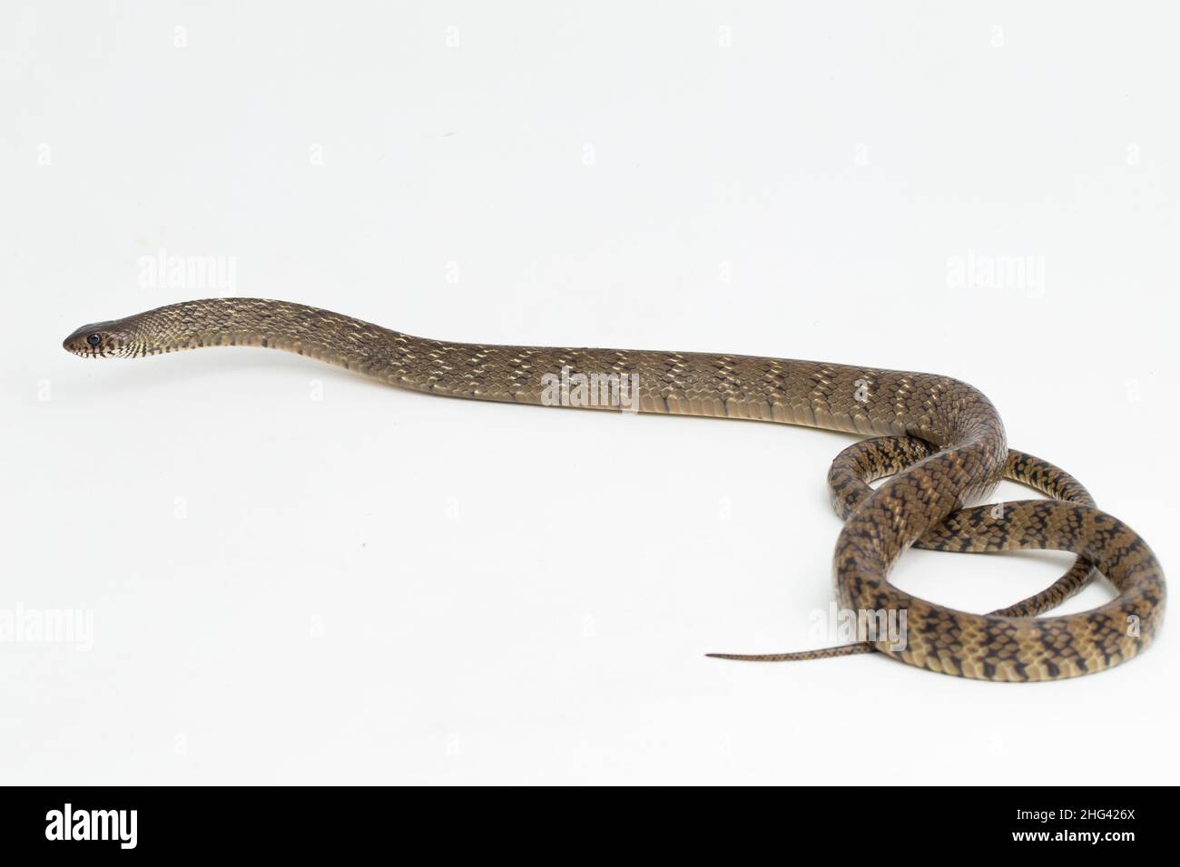 Ptyas mucosa, oriental ratsnake, Indian rat snake, isolated on white ...