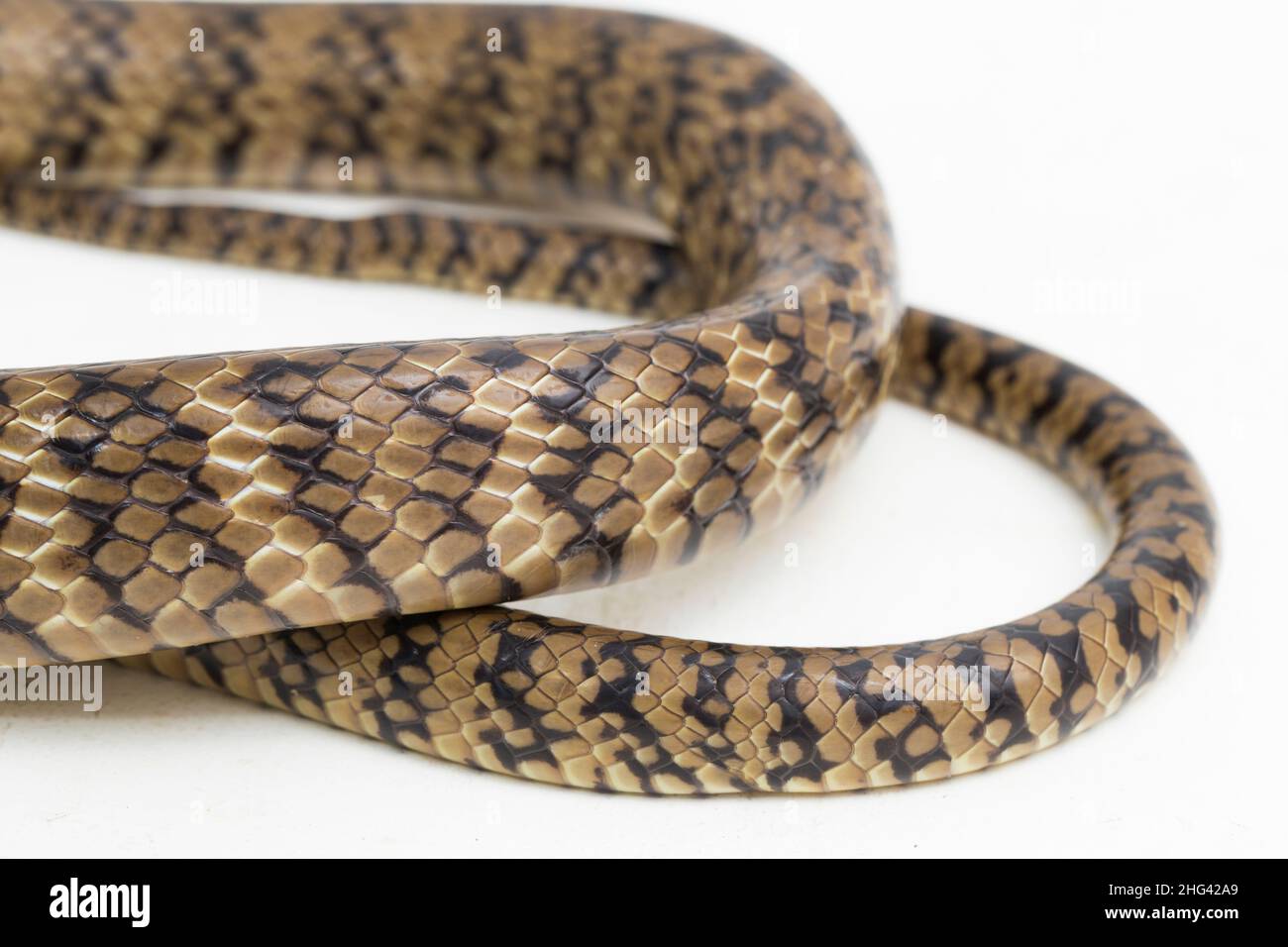 Ptyas mucosa, oriental ratsnake, Indian rat snake, isolated on white ...