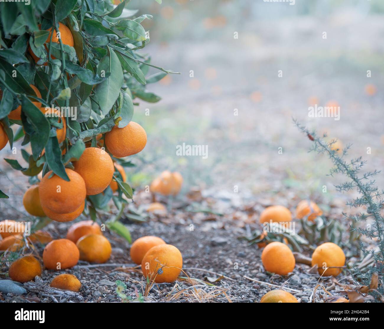 Citrus grove hi-res stock photography and images - Alamy