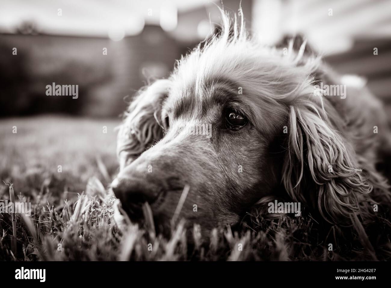 sad looking cocker spaniel waiting for his owner to return Stock Photo ...