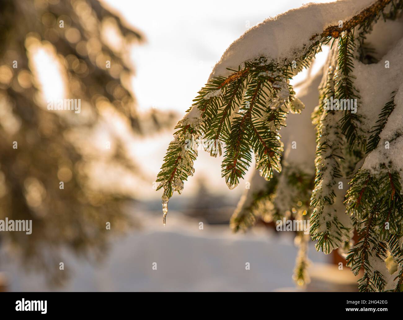 Snow melting of a branch Stock Photo - Alamy