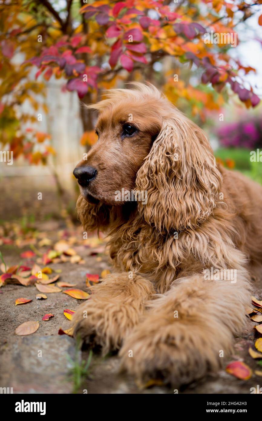 Cocker spaniel colours hi-res stock photography and images - Alamy