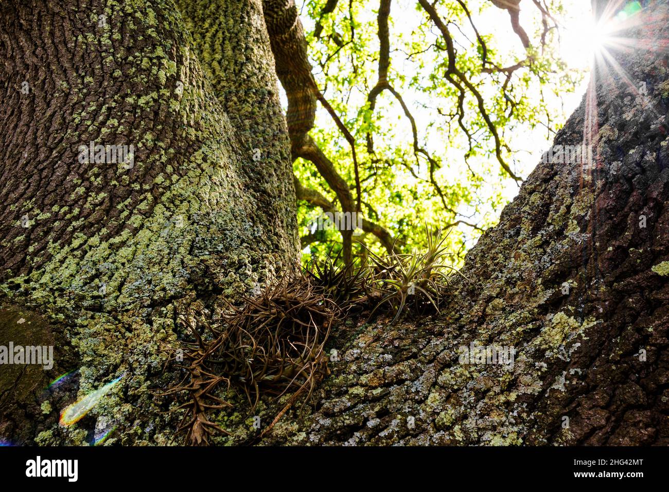 Moss growing on a tree Stock Photo - Alamy