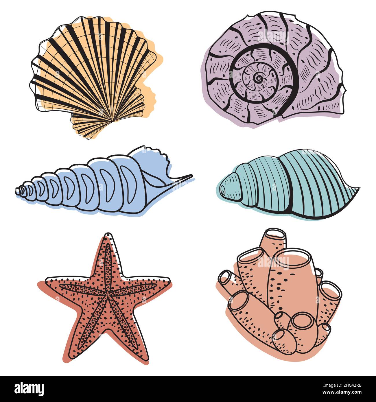 A set of colored seashells. Isolated vector illustration on a white ...