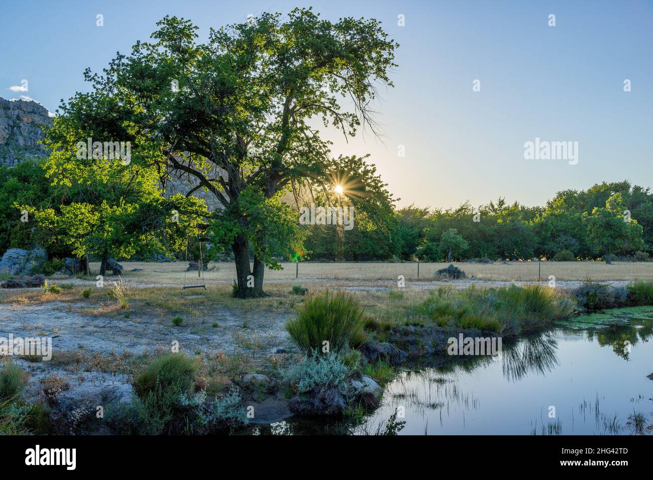 Beautiful landscape of a lake, a tree, the sun and some mountains Stock ...
