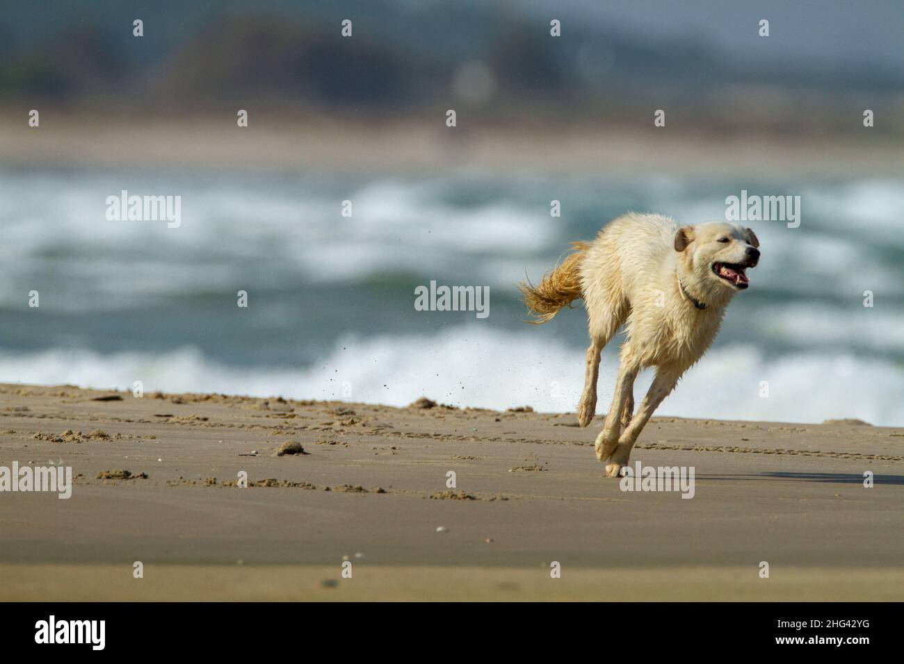 Dog ran on the beach Stock Photo - Alamy